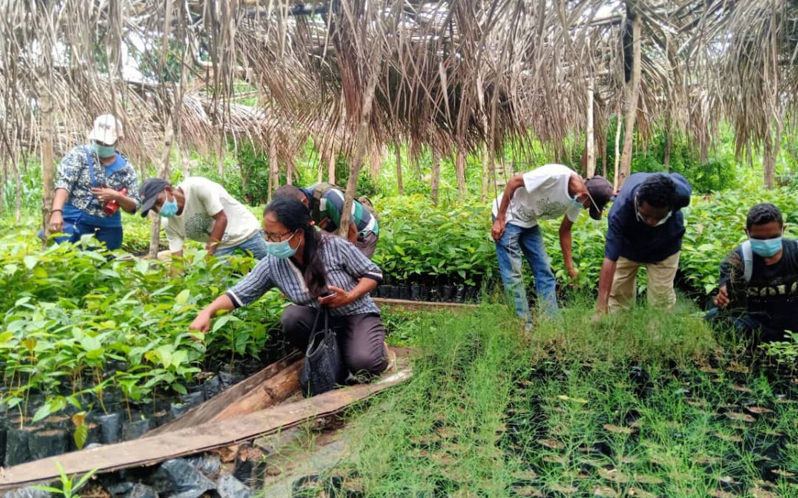 The Tree Planting Initiative Reducing Poverty in Timor-Leste – The ...